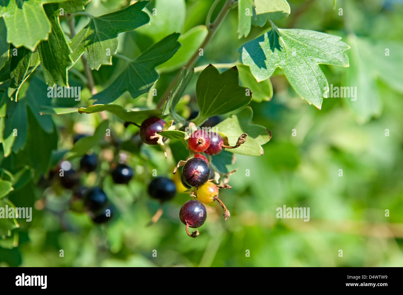 Black-currant is photographed a close-up Stock Photo - Alamy