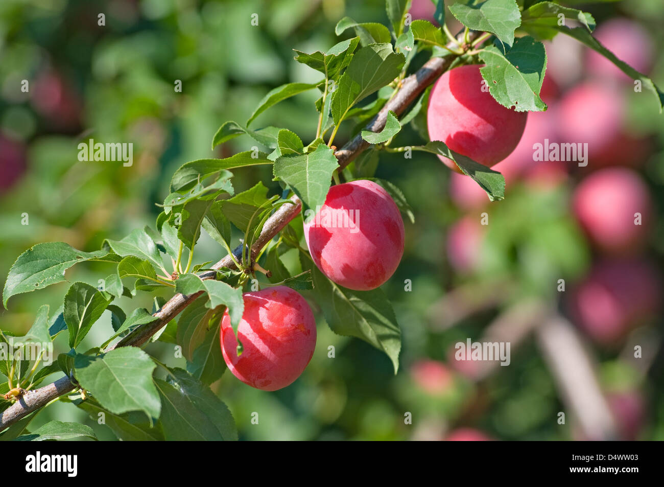 Plums on branches are photographed close-up Stock Photo - Alamy