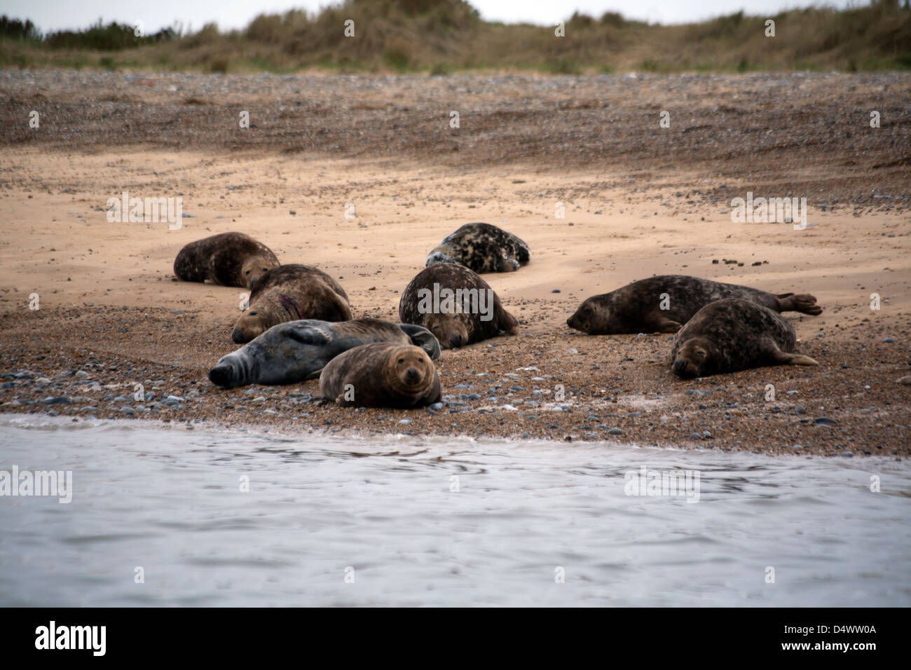 Fat seals hi-res stock photography and images - Alamy