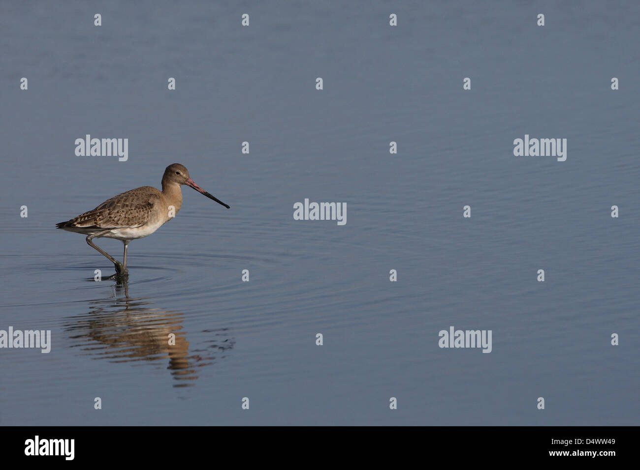Godwit nest hi-res stock photography and images - Alamy