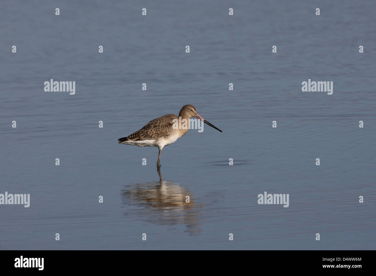 Godwit nest hi-res stock photography and images - Alamy