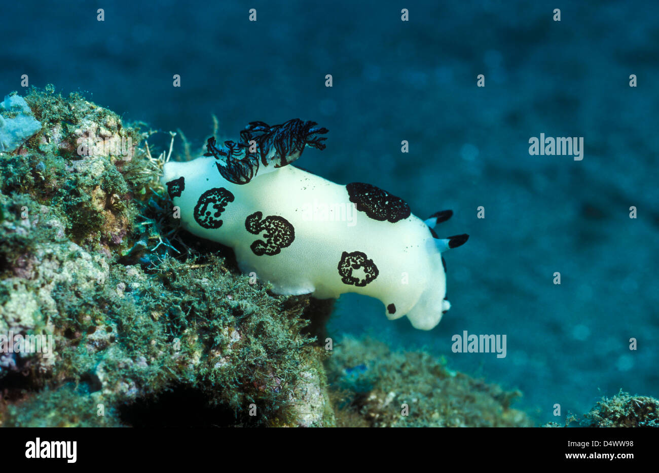 New nudibranch species hi-res stock photography and images - Alamy