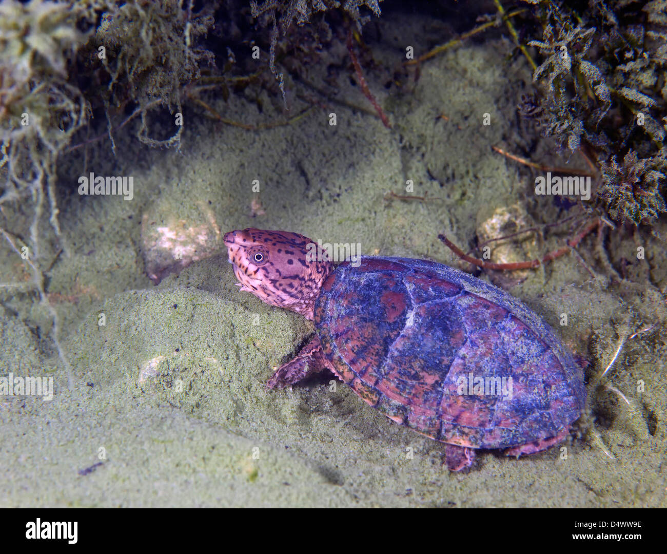 Loggerhead Musk Turtle Stock Photo - Alamy