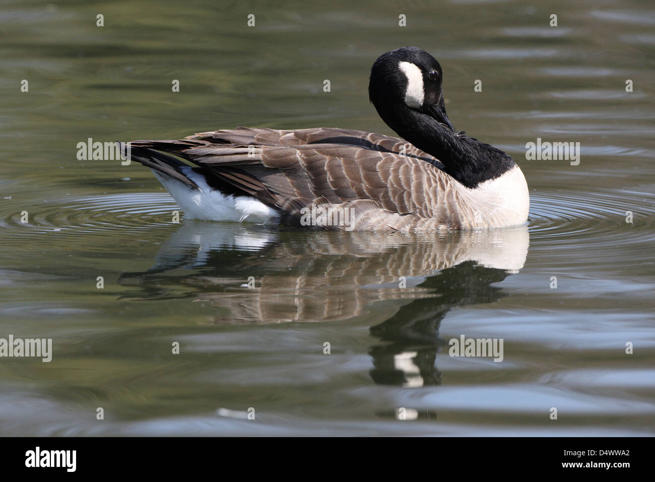 Storks and ibises hi-res stock photography and images - Alamy