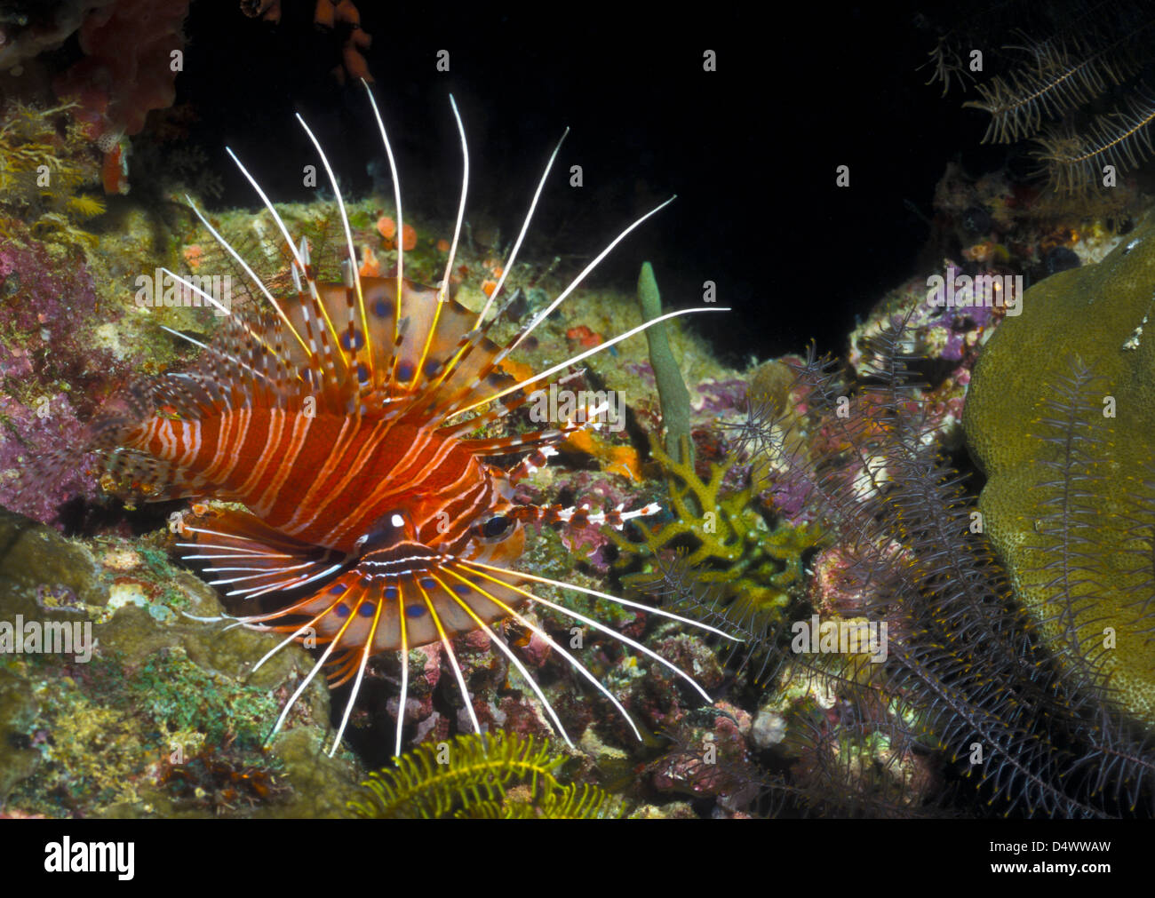 Spiked fins hi-res stock photography and images - Alamy