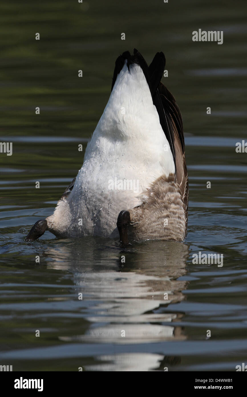 Spear fish canada hi-res stock photography and images - Alamy