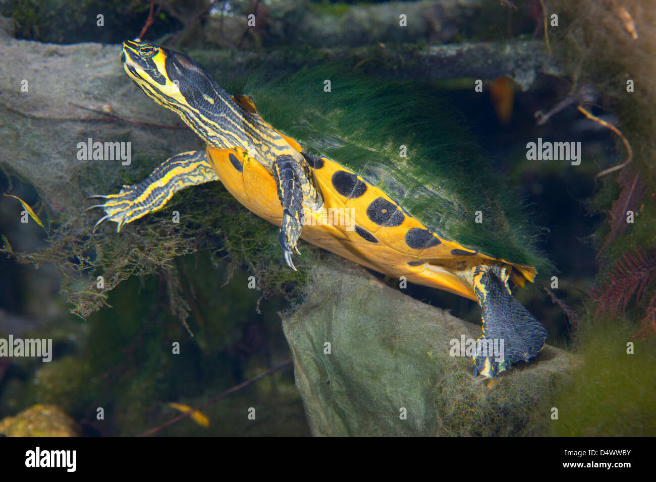 Map turtle hi-res stock photography and images - Alamy