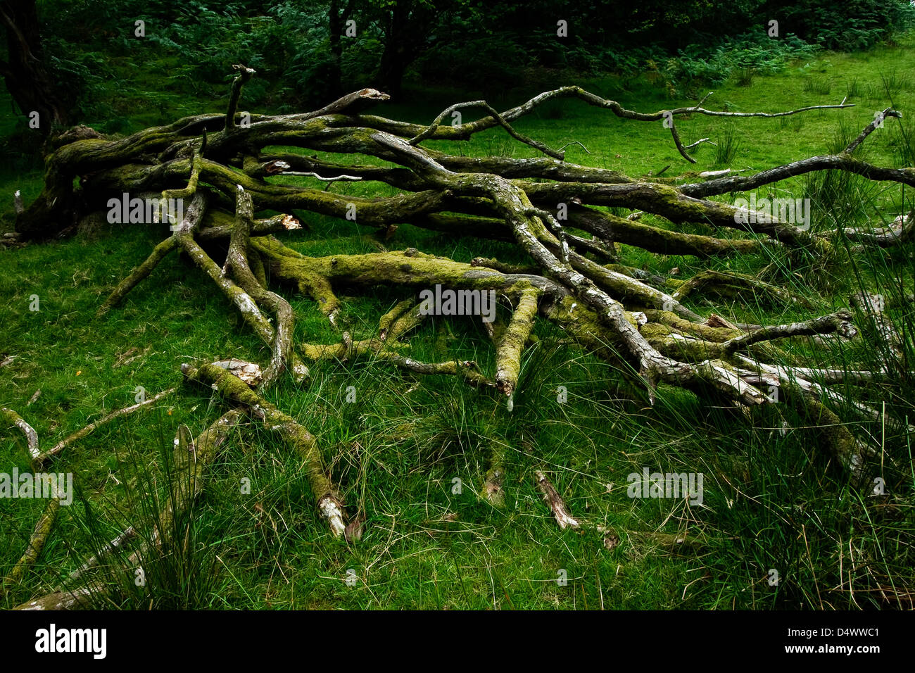 Fallen Tree Branches High Resolution Stock Photography and Images - Alamy