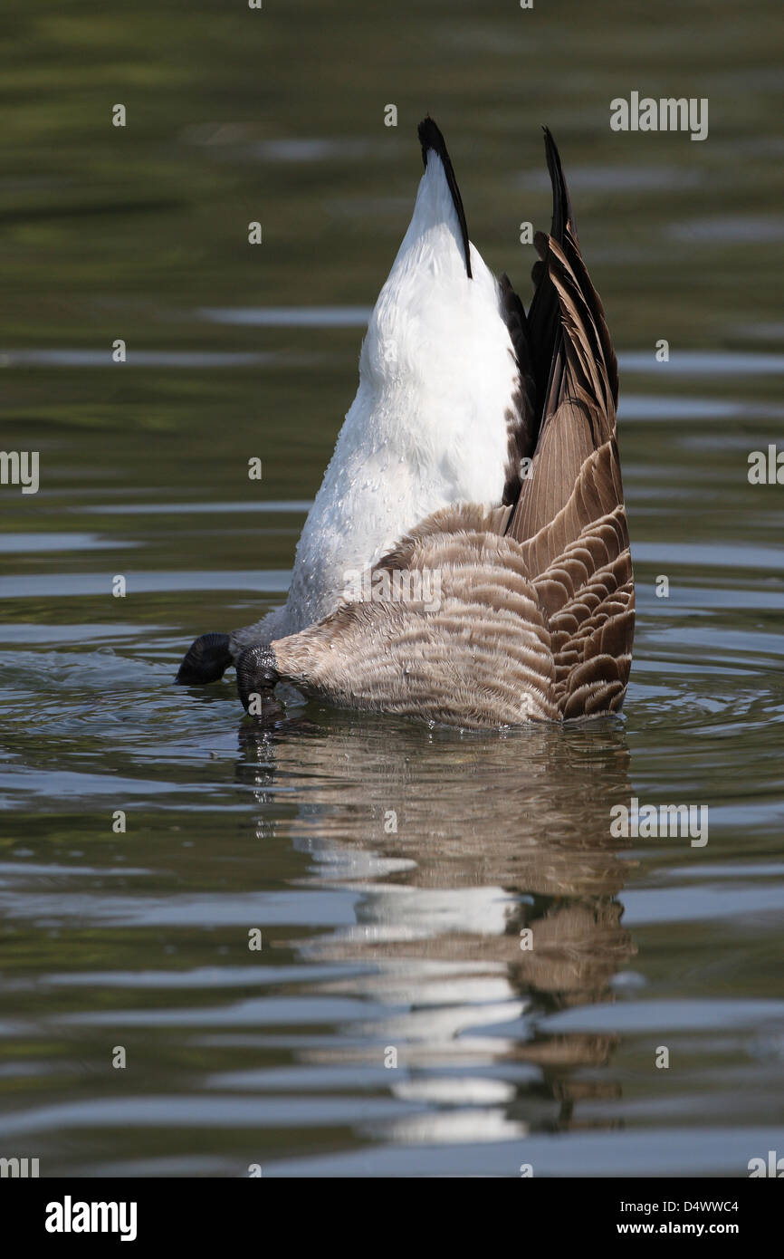 Bobbing wading bird hi-res stock photography and images - Alamy