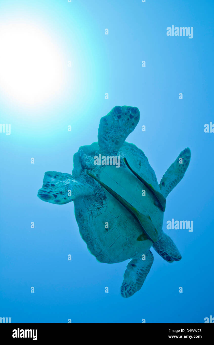 Remora on sea turtle hi-res stock photography and images - Alamy