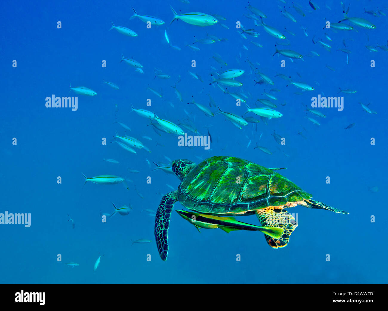 Remora fish hi-res stock photography and images - Alamy