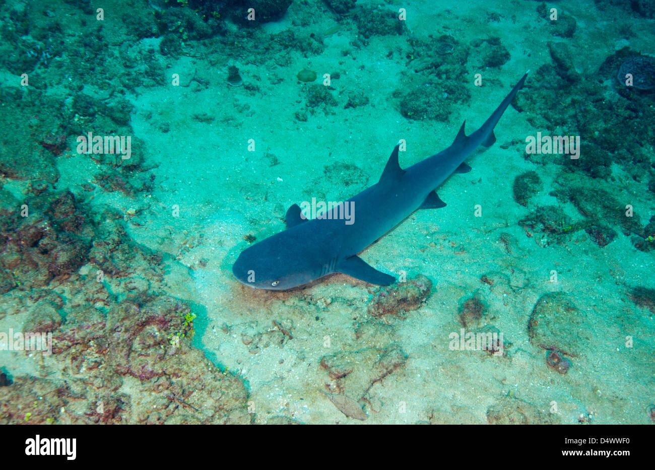 A Whitetip Reef Shark laying on the sany bottom off the coast of Fiji ...