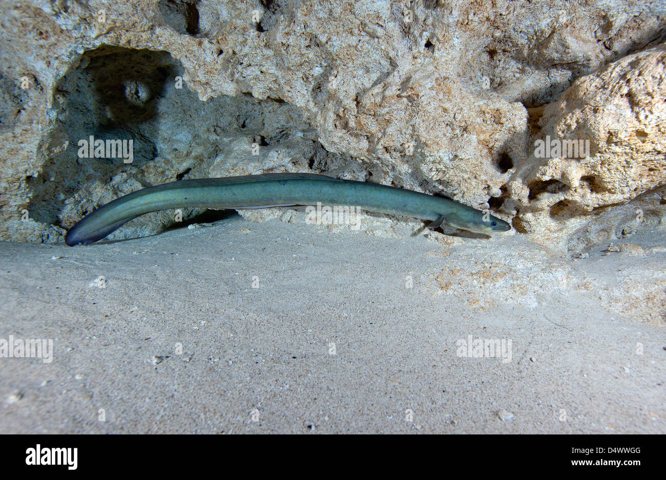 Rock eel hi-res stock photography and images - Alamy