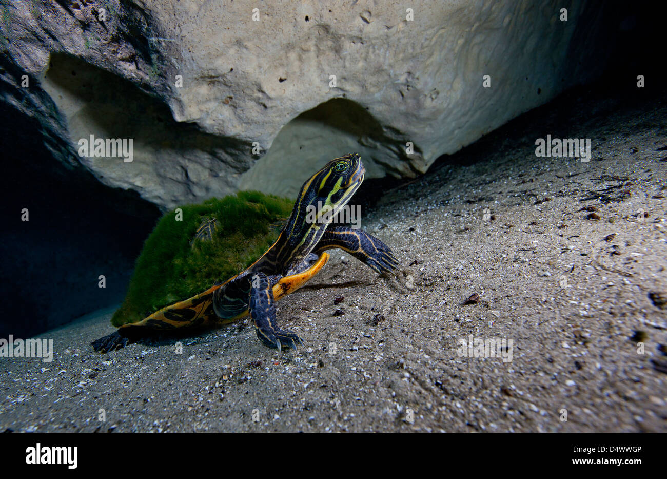 A Peninsula Cooter turtle on the sandy bottom of Morrison Springs ...