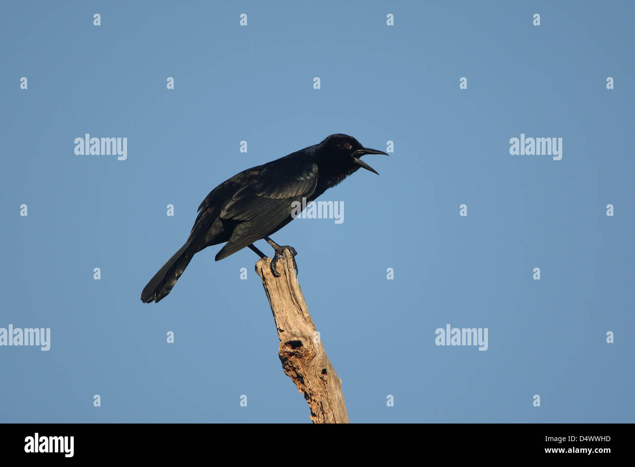 Common grackle migration bird hi-res stock photography and images - Alamy