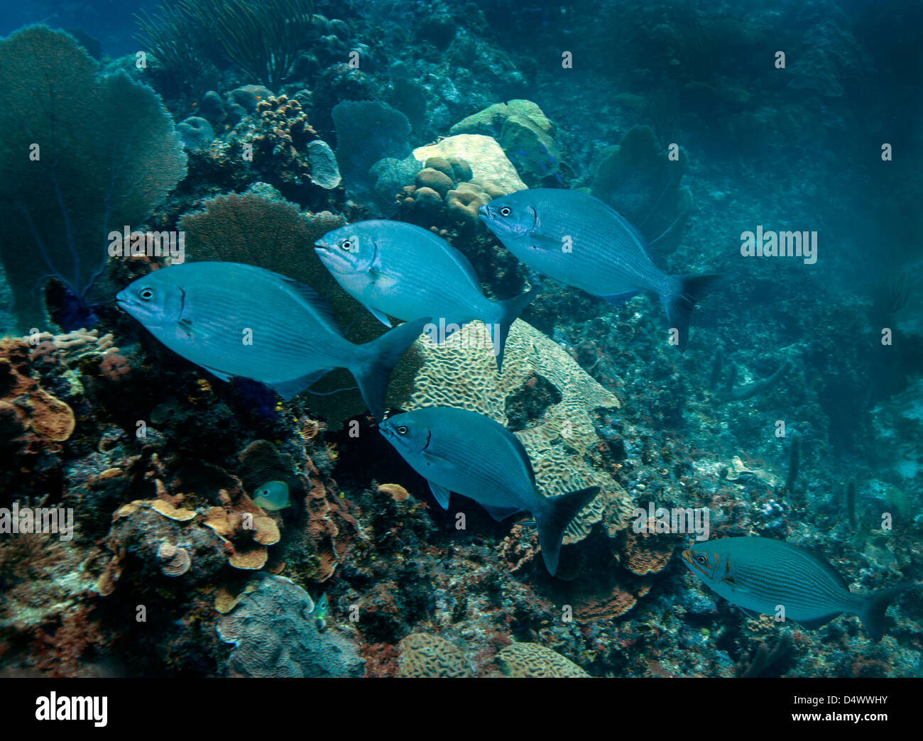Bermuda fish hi-res stock photography and images - Alamy