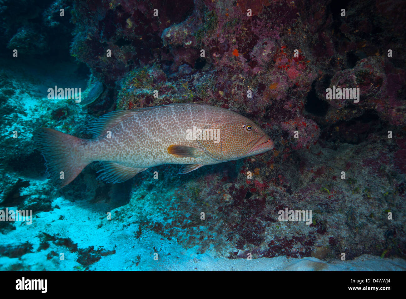 Tiger fish hi-res stock photography and images - Alamy