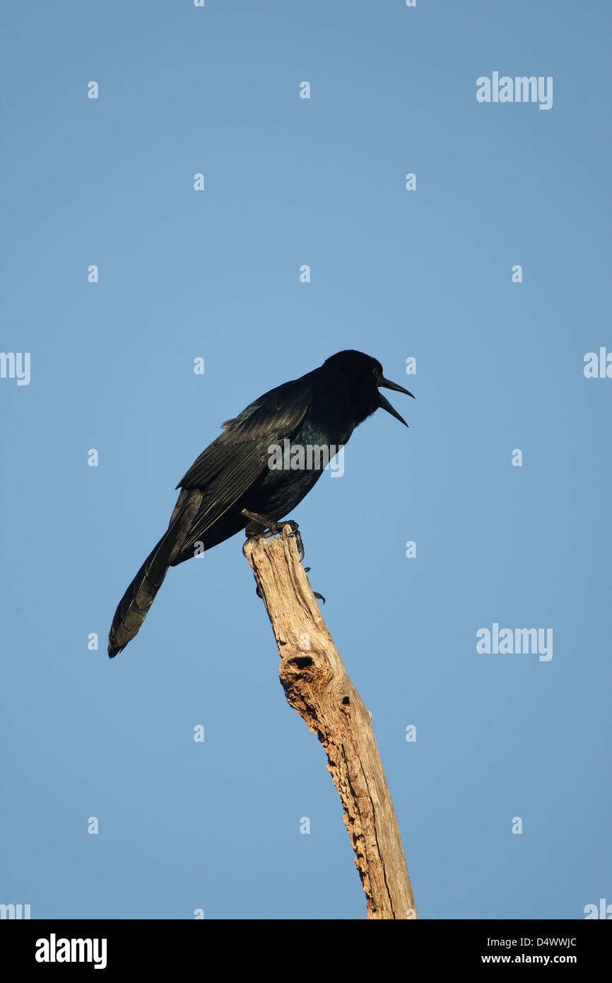 Common grackle migration bird hi-res stock photography and images - Alamy