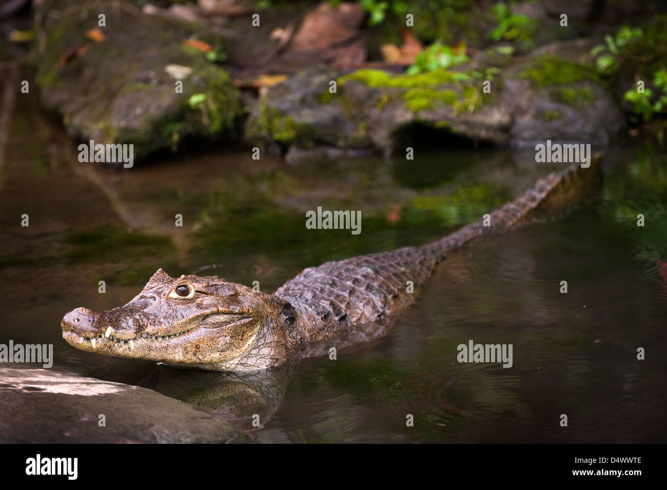 spectacled caiman (Caiman crocodilus), Costa Rica Stock Photo - Alamy