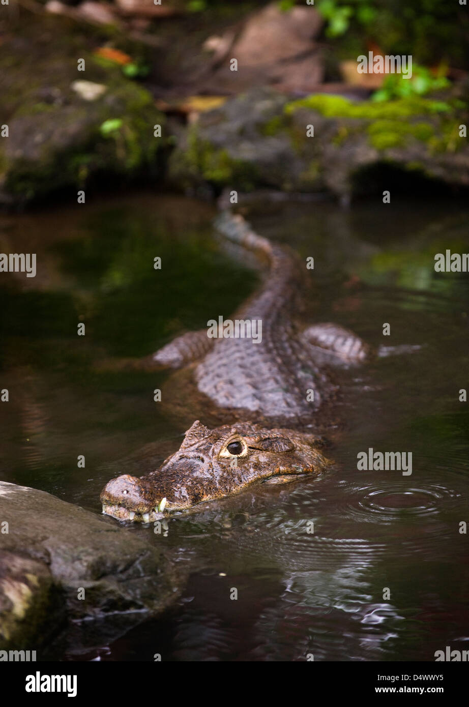 spectacled caiman (Caiman crocodilus), Costa Rica Stock Photo - Alamy