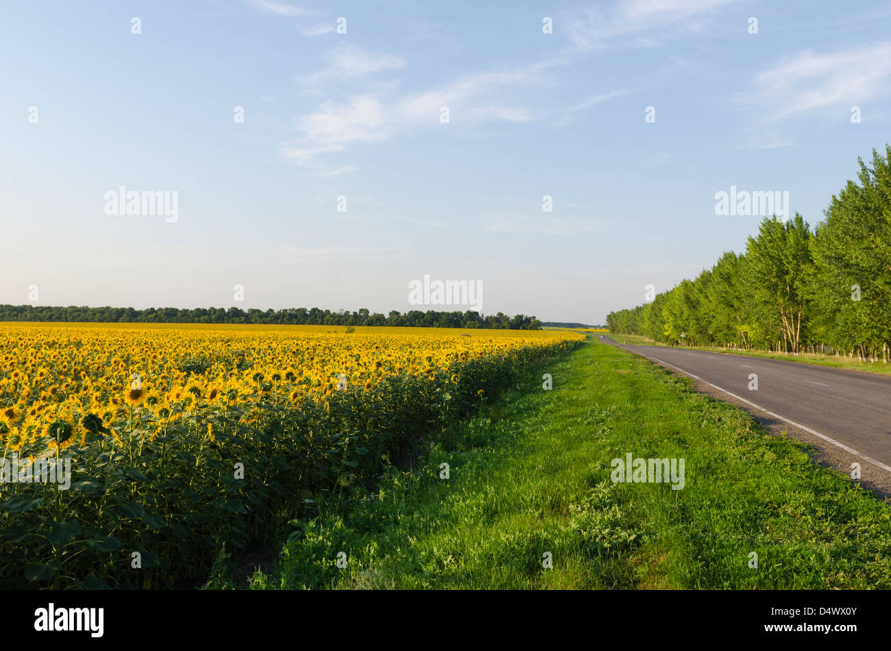 Ukraine endless sunflower fields Stock Photo - Alamy