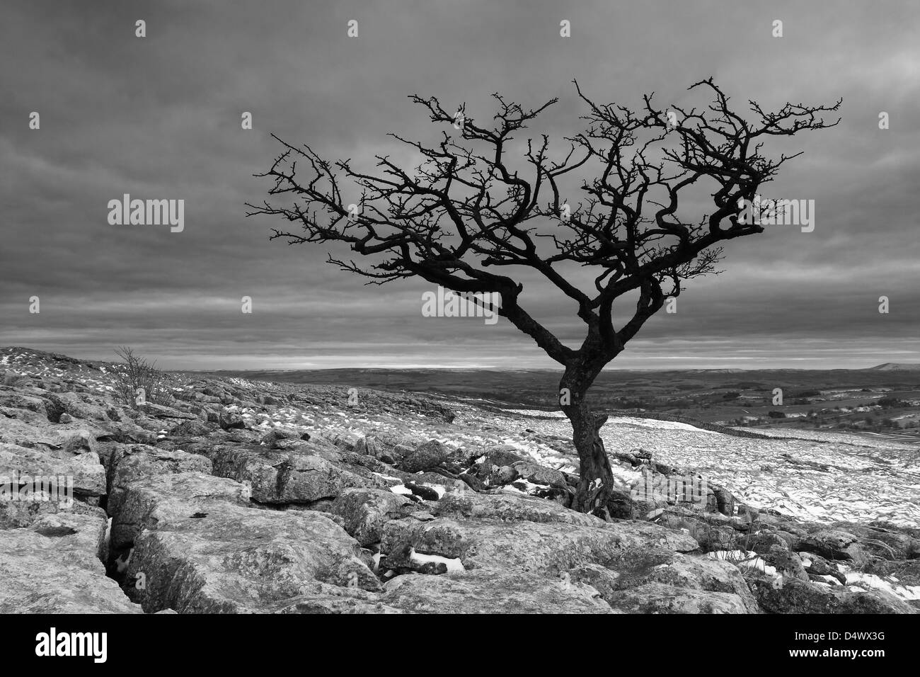 Lone tree malham yorkshire dales hi-res stock photography and images ...