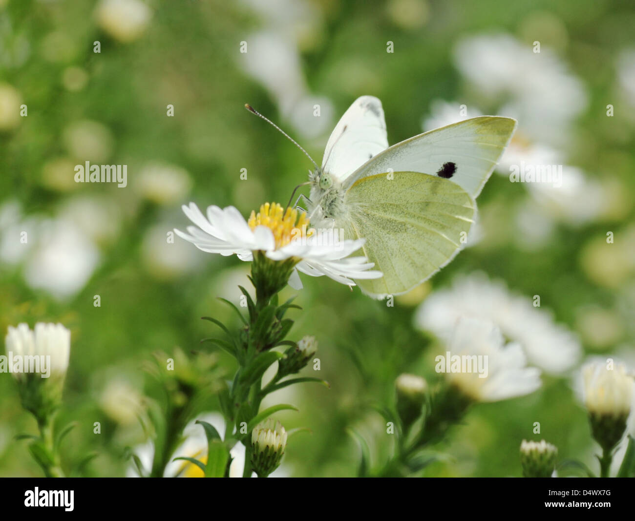 Cabbage butterfly yellow flower hi-res stock photography and images - Alamy