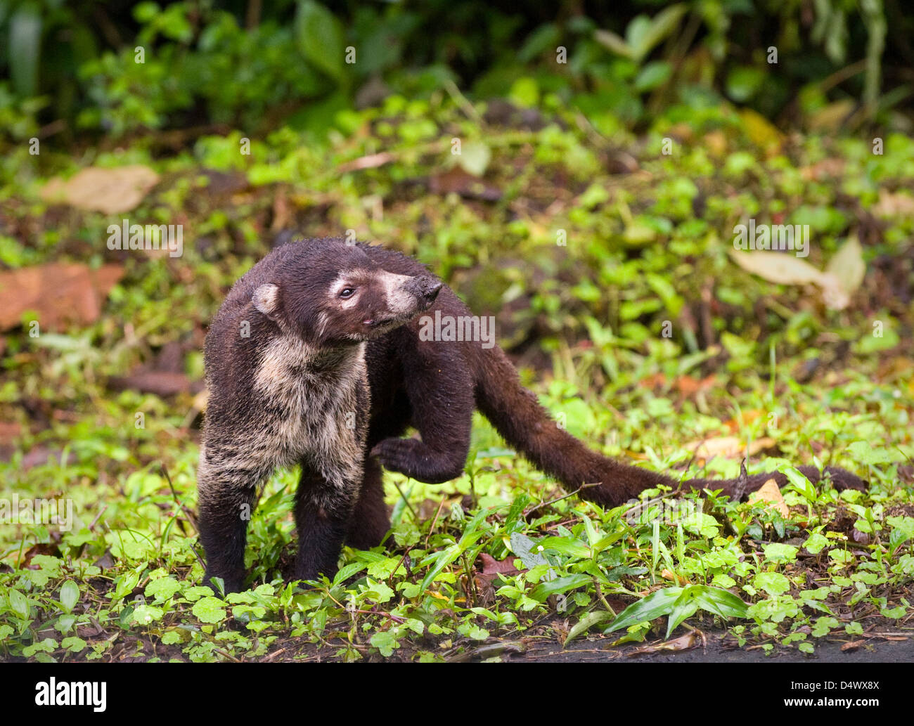white-nosed coati (Nasua narica Stock Photo - Alamy
