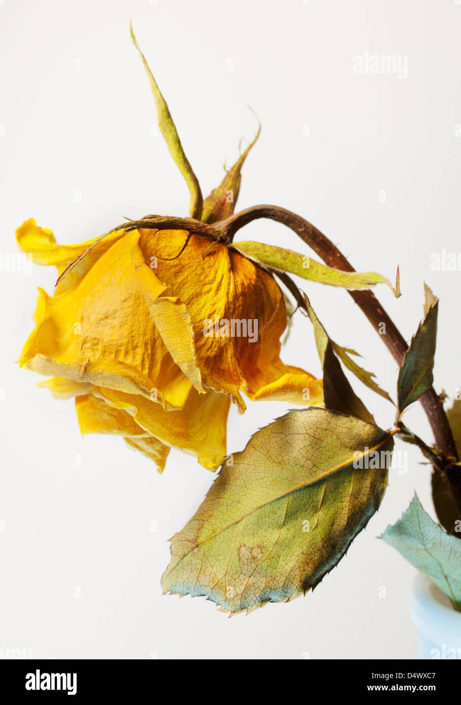 Dead rose hi-res stock photography and images - Alamy