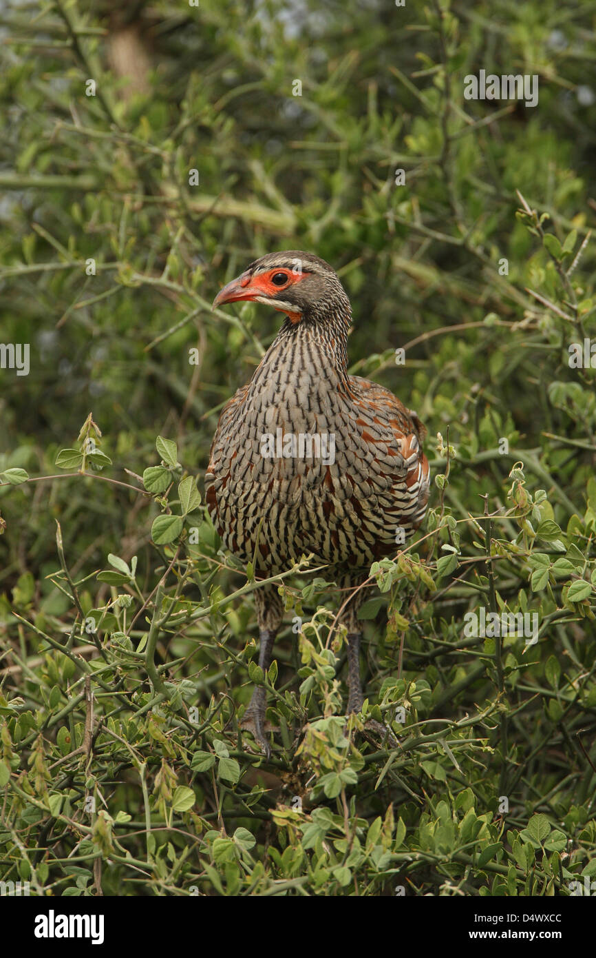 red necked spurfowl Stock Photo - Alamy