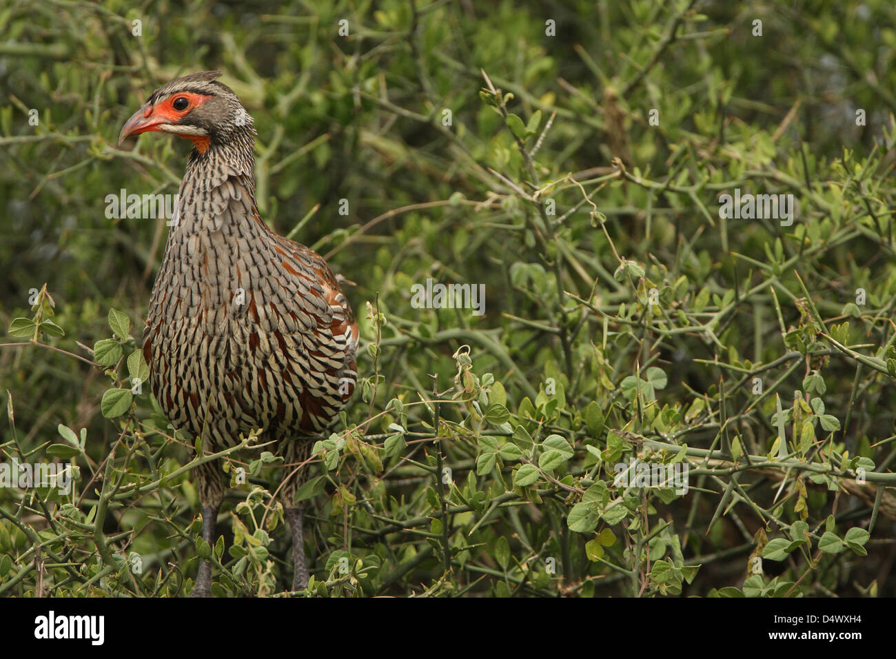 red necked spurfowl Stock Photo - Alamy