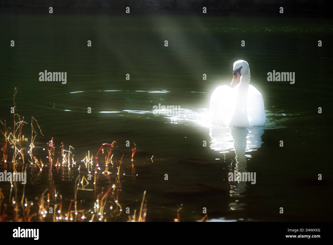 White swan swimming in pond hi-res stock photography and images - Alamy