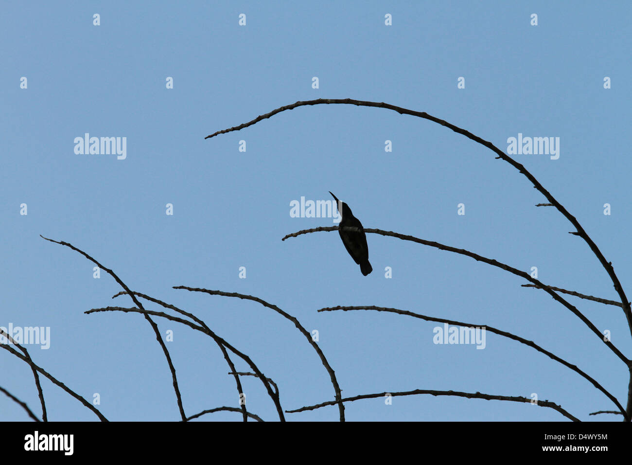 lonely bird stillout Stock Photo - Alamy