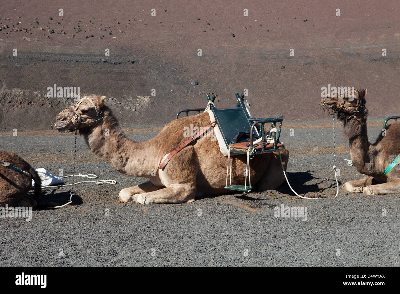 Tourist camel rides in the volcanic TimanFaya National Park, Lanzarote ...