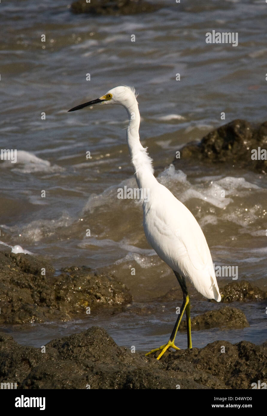 Snowy egret (Egretta thula), Costa Rica Stock Photo - Alamy