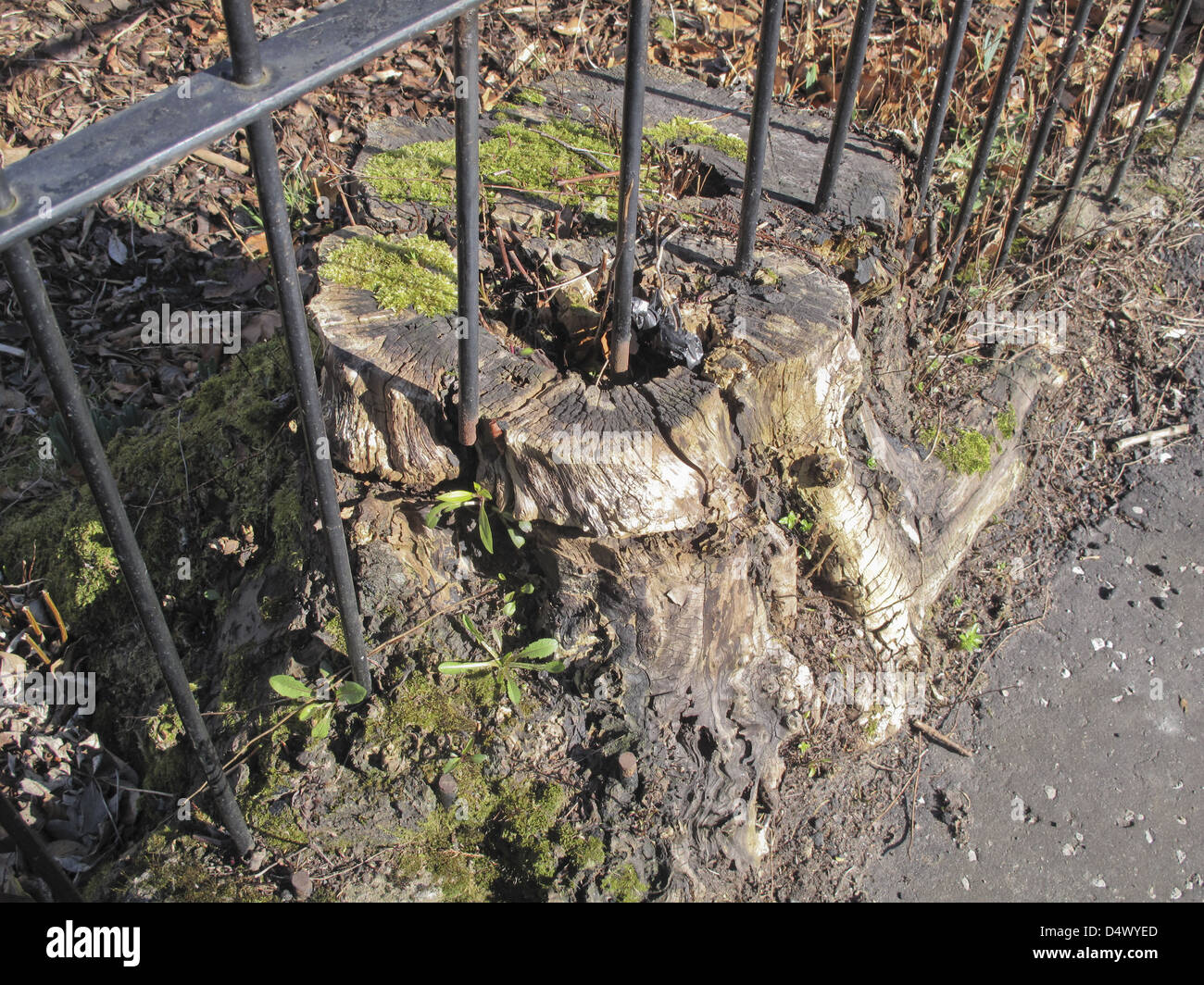 Tree stump grown around metal fence Stock Photo - Alamy