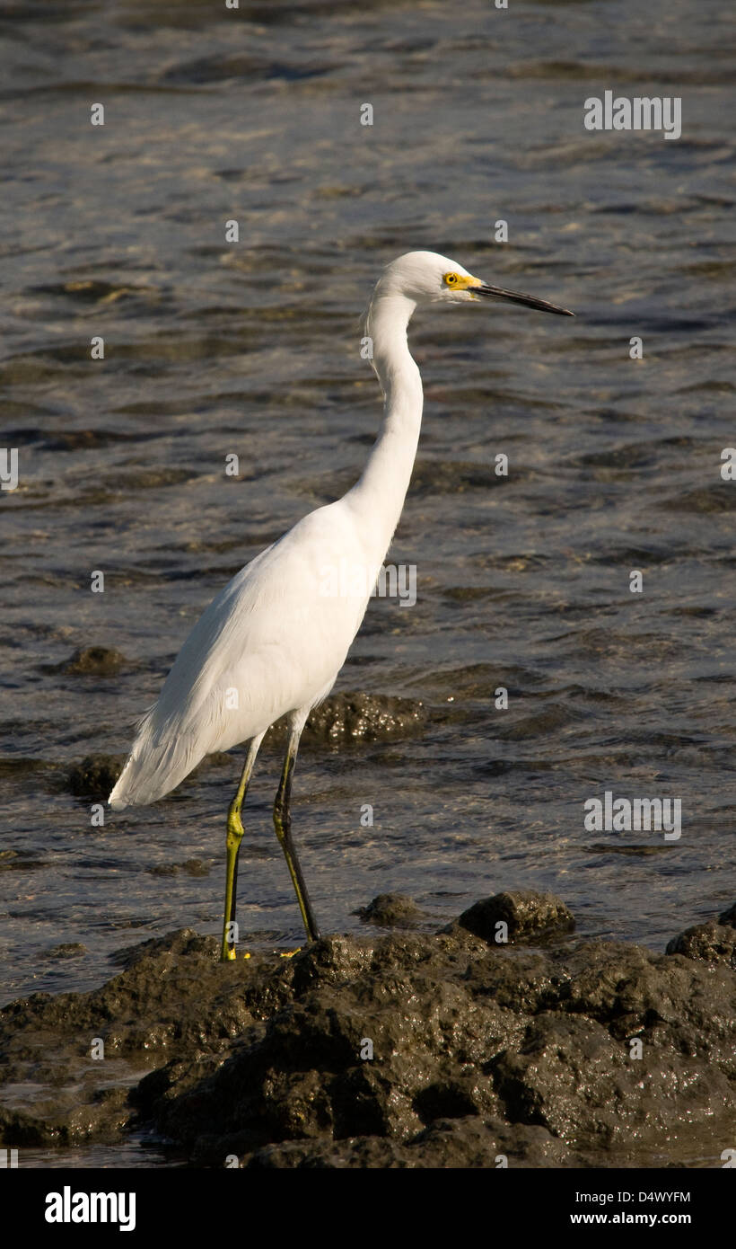 Costa rica jungle birds hi-res stock photography and images - Alamy