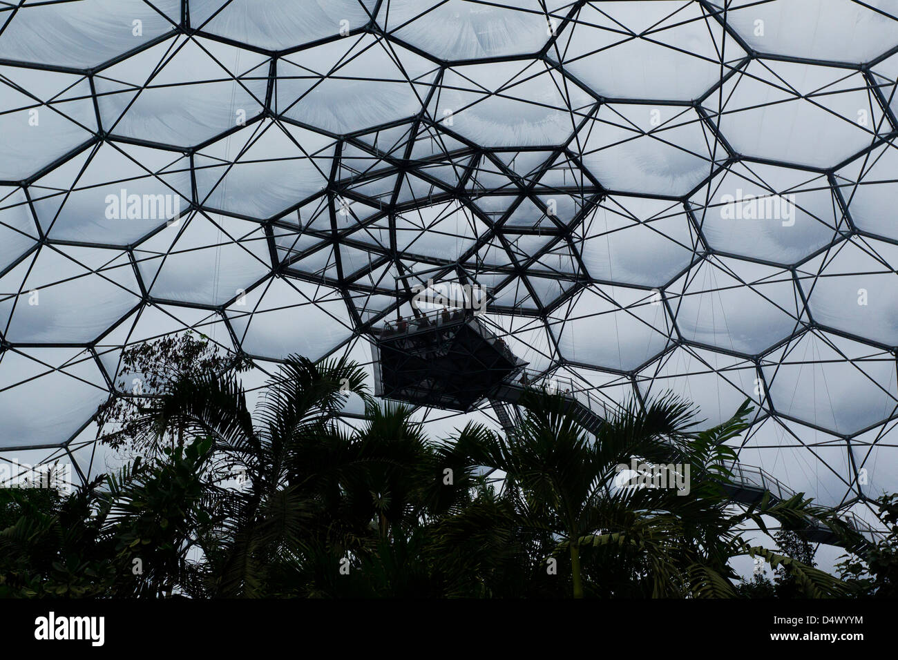 InsideThe Rain forest Biome Looking Up At The Rainforest Lookout ...