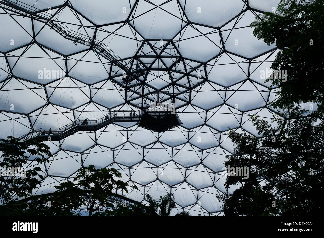 InsideThe Rain forest Biome Looking Up At The Rainforest Lookout ...