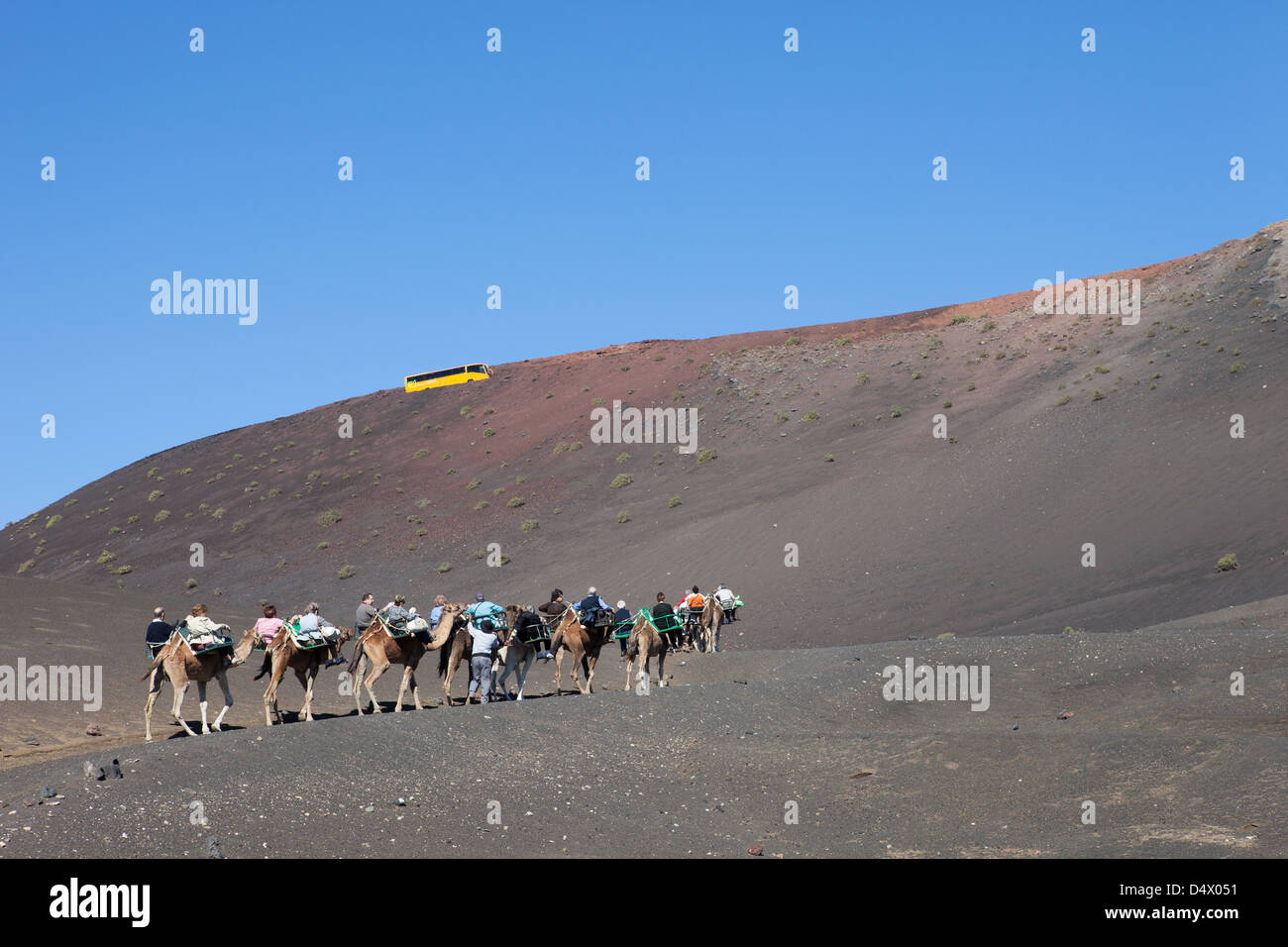 Tourist camel rides in the volcanic TimanFaya National Park, Lanzarote ...