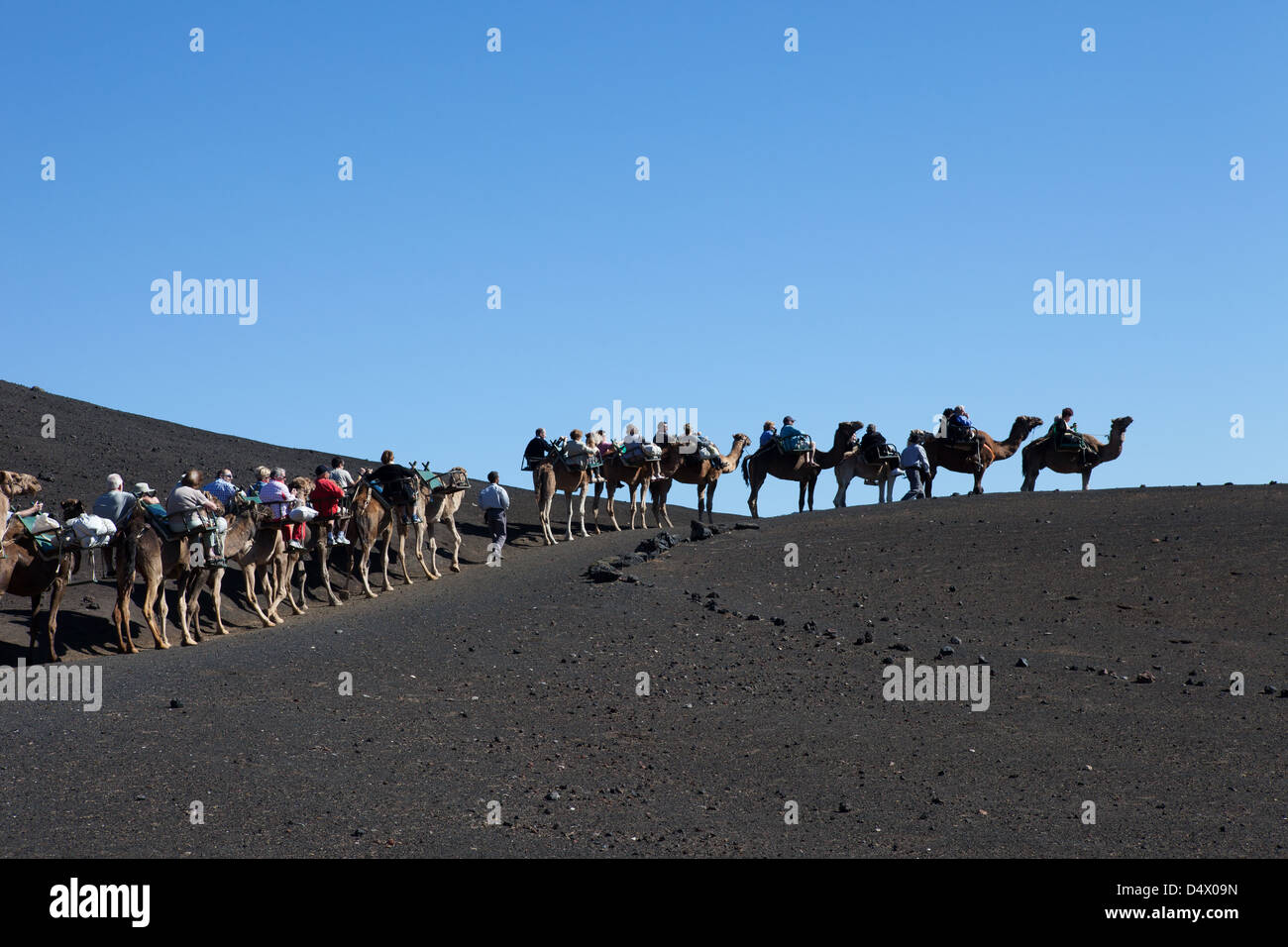 Tourist camel rides in the volcanic TimanFaya National Park, Lanzarote ...