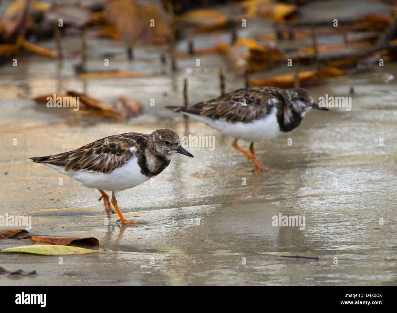 Ruddy Turnstone (Arenaria interpres Stock Photo - Alamy