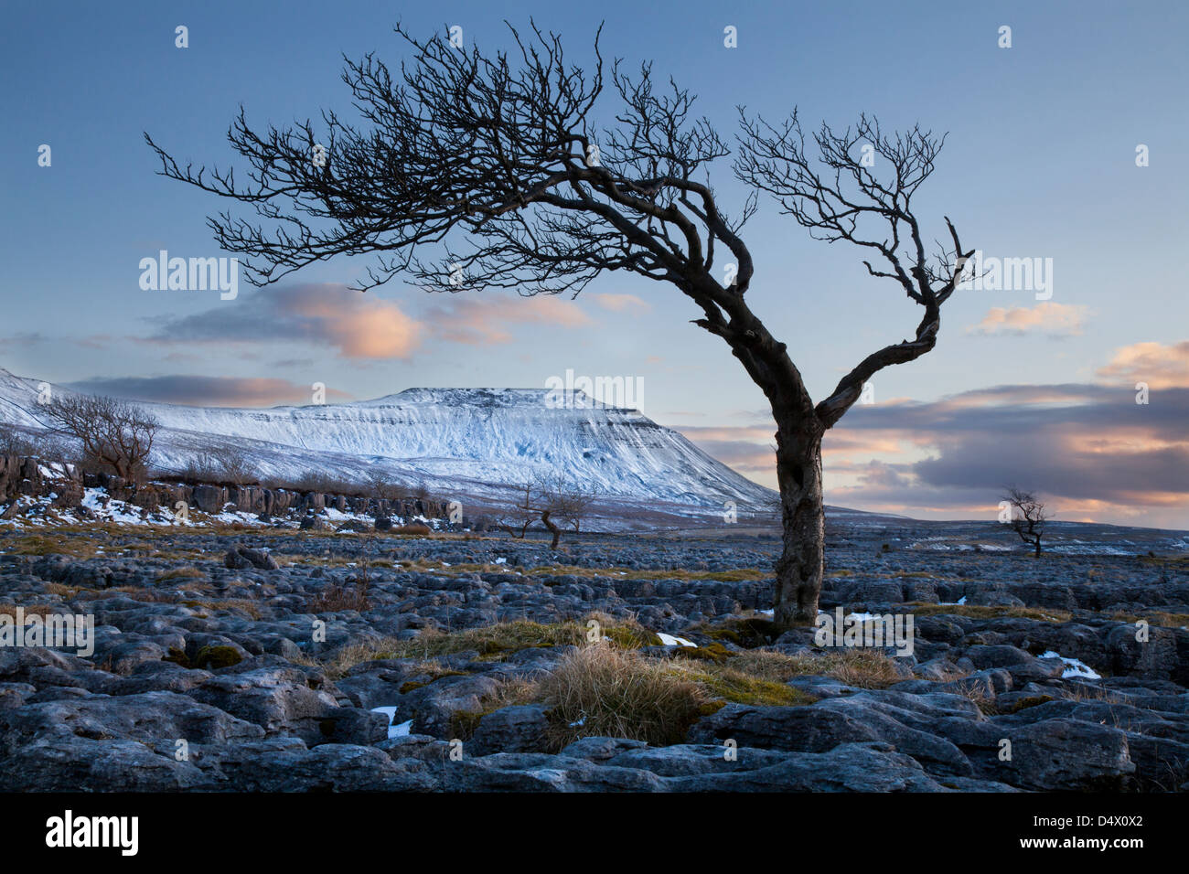Windy Plateau at Dusk, Limestone Pavement and Single Tree in winter at ...