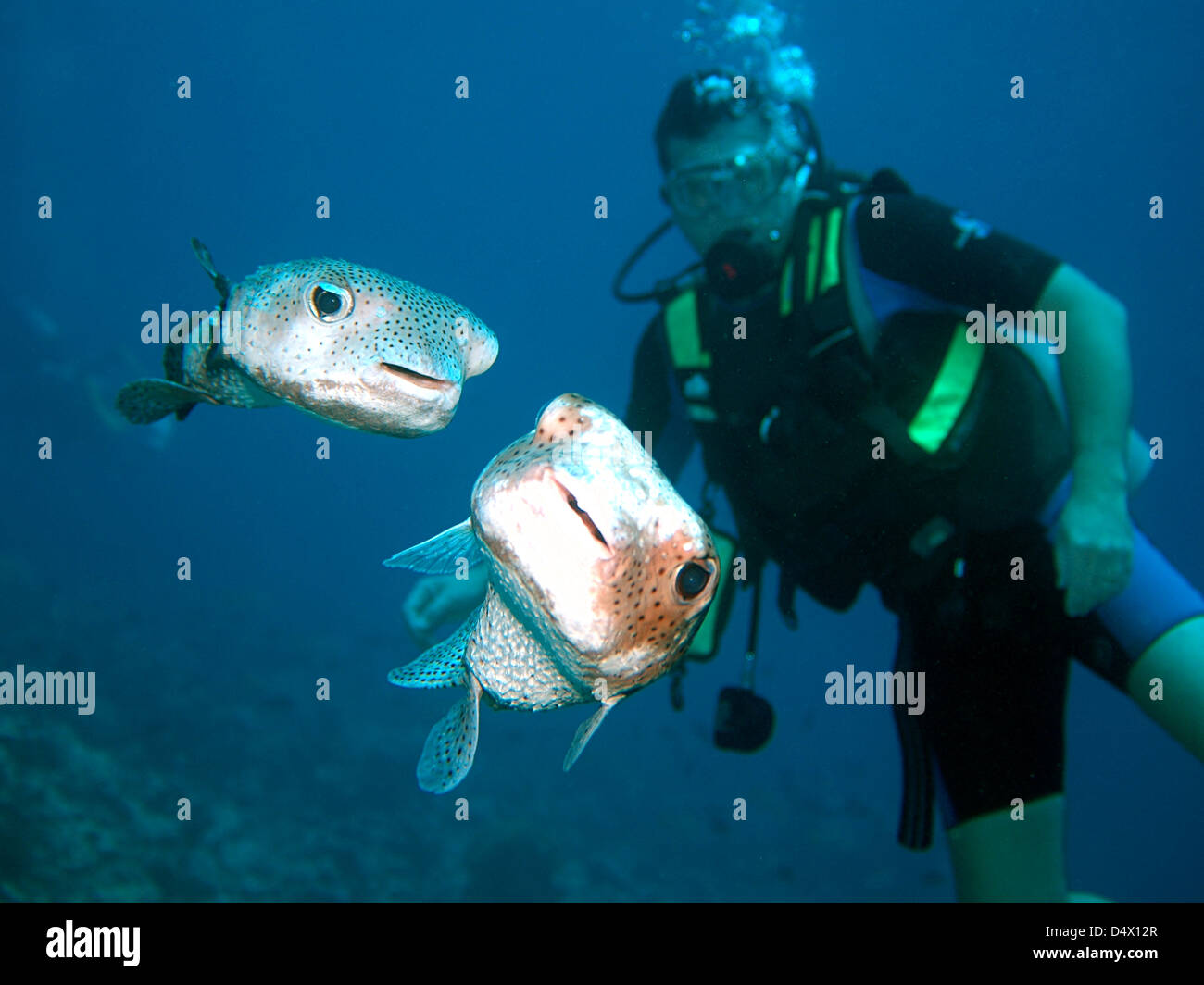 diver and two puffer fish Stock Photo - Alamy