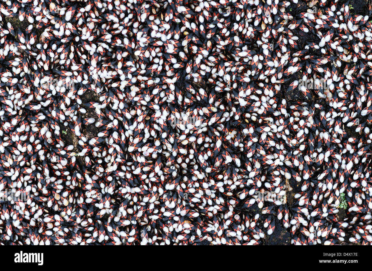 Black-and-Red-bugs in winter on a tree Stock Photo - Alamy