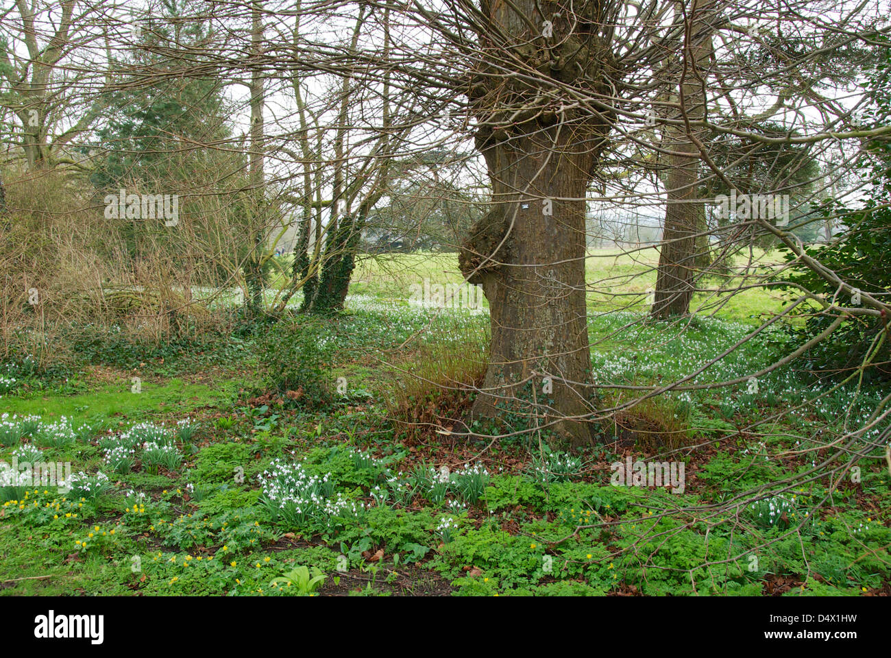 Woods, Spring Flowers appearing Stock Photo - Alamy