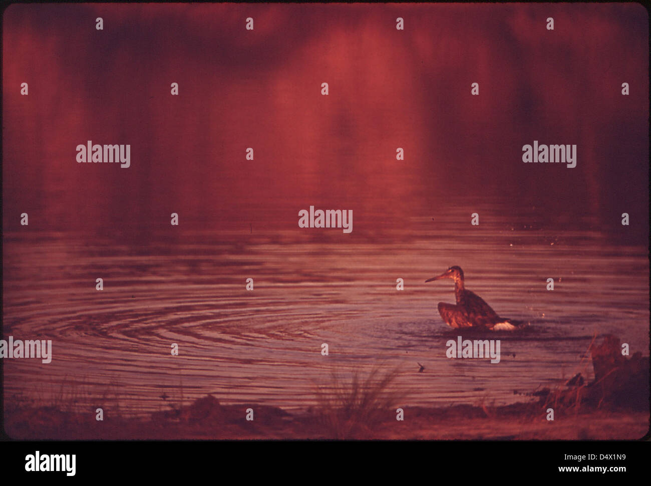 A photograph of birds in a marshland, captured in May 1972 as part of ...