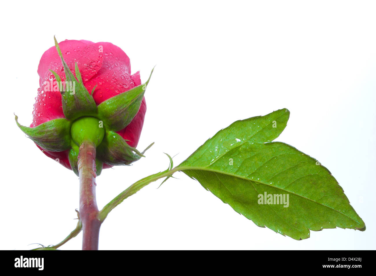 Only beautiful red rose on the white background view from below with ...