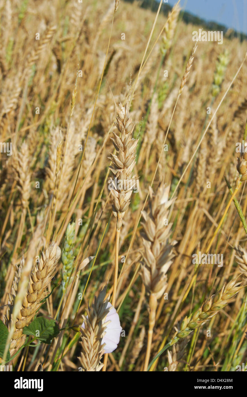 some cones of wheat in a huge field close up Stock Photo - Alamy