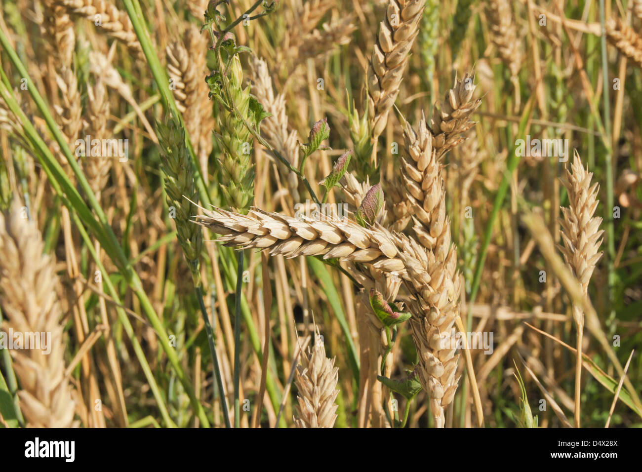 some cones of wheat in a huge field close up Stock Photo - Alamy